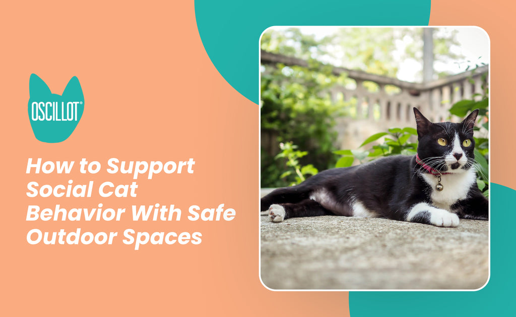 How to Support Social Cat Behavior With Safe Outdoor Spaces – Oscillot ...
