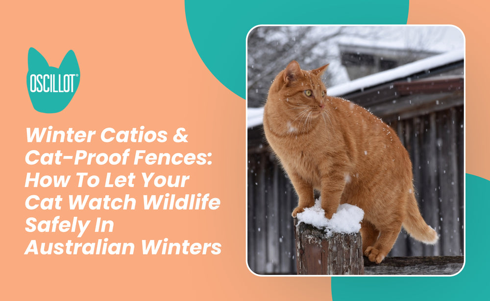 Winter Catios & Cat-Proof Fences: How To Let Your Cat Watch Wildlife S ...